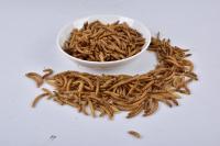 China 100% Non Gmo Natural Dried Mealworms For Chickens Wild Birds Ect Promote Healthy Growth for sale