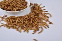 China 100% Non Gmo Natural Dried Mealworms For Chickens Wild Birds Ect Promote Healthy Growth for sale