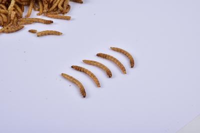 China 57% Protein Yellow Bulk Dried Pet Food Mealworms Powder for sale