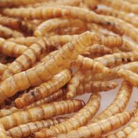 China GMP Guaranteed Quality Proper Price Bulk Dried Pet Food Mealworms for sale