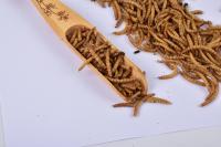 China Wholesale High Quality Yellow Dried Mealworms, Dried Mealworm Powder for sale