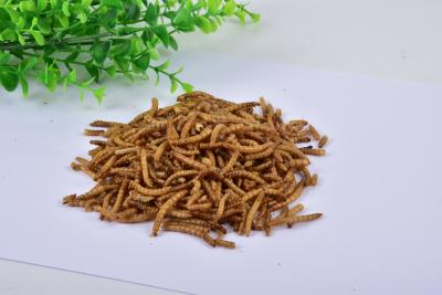 China stock fish catfish meal animal feed dry meal worm dry mealworm dried mealworms for sale