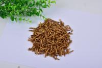 China stock fish catfish meal animal feed dry meal worm dry mealworm dried mealworms for sale
