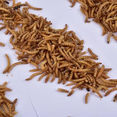 China Dried Mealworms 100% Pure Natural High Protein Custom Mealworm Dried Hamster Small Pet Food for sale