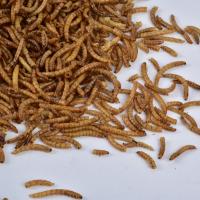 China Dried Mealworms 100% Pure Natural High Protein Custom Mealworm Dried Hamster Small Pet Food for sale