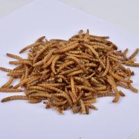China Delicious Dried Mealworms From Dry And Cool Place Storage Made With Mealworms for sale