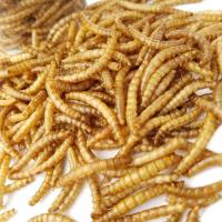 China Upgrade Your Pets Nutrition with Freeze-Dried Mealworms Dry And Cool Place Storage for sale