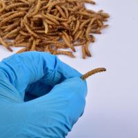 China Small pets dry mealworm hamster snacks turtle food dried mealworms for sale
