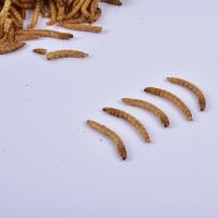 China Wholesale natural high protein pet feed AD/FD dried mealworms for pet food for sale