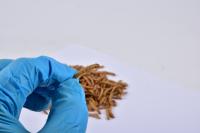 China Wholesale Bread Worm Pet Snack Small Animals Delicious Pet Food Hamster Bird Hamster Food for sale