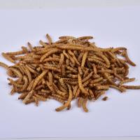 China Manufacturer wholesale dried mealworms for wild bird food mealworms protein powder for export for sale