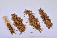 China Mealworms Dried Bulk Fast Delivery Export Animal Feed High Protein Pp Bag Vietnam Manufacturer worldwide for sale