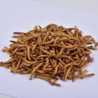 China 100% Natural Dried Live High Nutritious Mealworms for Animal and Bird Feed for sale