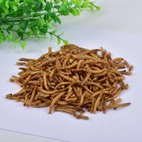 China Mealworm yellow mealworm bird turtle hamster special snack worm dried bird food pigeon food for sale