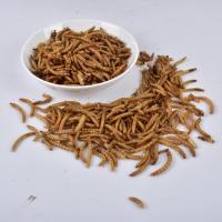 China Mealworm yellow mealworm bird turtle hamster special snack worm dried bird food pigeon food for sale