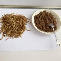 China Feed Grade Mealworm Protein Powder with Defesins for Non-Admixture High-Performance for sale