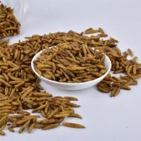 China Dried Black Soldier Fly Availability Widely Available Shelf Life 1 Year Dry And Crispy for sale
