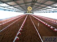 China steel layer chicken house for sale