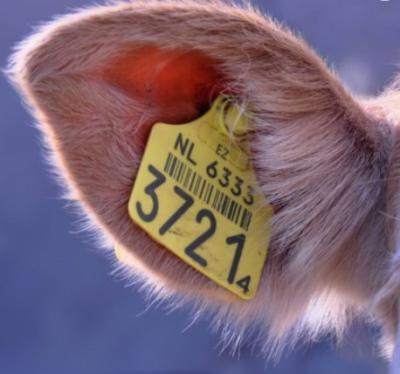 China UHF RFID Cattle Tag With Encoding And Printing TPU Material for sale