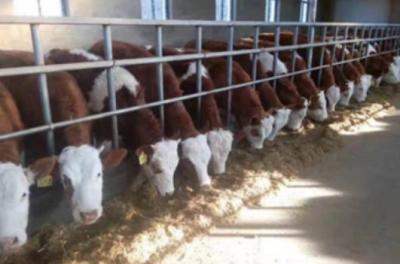 China RFID UHF Cow Ear Tag HAT06E , UHF ANIMAL TAG , UHF PIG TAG , UHF SHEEP TAG , UHF TAG for sale