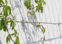 China SS 316 Aviary Wire Netting for Birds - Stainless Steel Zoo Fencing for sale