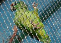 China Customized Flexible Stainless Steel Aviary Mesh with 30x30 mm Hole and 1.5 mm Wire for Bird Netting for sale