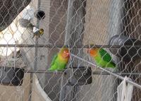 China Silver Wire Lightweight Aviary Netting With 30mm X 30mm Aperture for sale