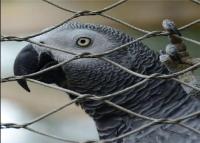 China Polished Surface Zoo Wire Mesh with 60 Degree Diamond Mesh and Stainless Steel Wire Rope for sale