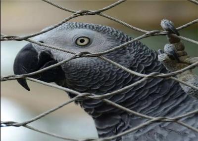 China Polished Surface Zoo Wire Mesh with 60 Degree Diamond Mesh and Stainless Steel Wire Rope for sale