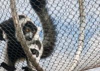 China Ferruled And Woven Zoo Wire Mesh With 2mm In 50mm Aperture for sale