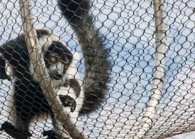 China Ferruled And Woven Zoo Wire Mesh With 2mm In 50mm Aperture for sale