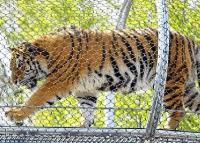 China Woven X Tend Zoo Aviary Netting 1.5mm With 50mm Hole for sale
