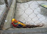 China Flex Rugged Aviary Wire Netting , Stainless Steel Wire Mesh For Bird Cages for sale