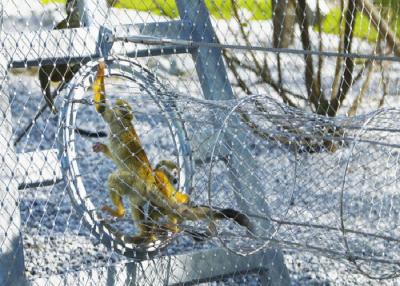 China X Tend Flexible Steel Mesh Knotted Woven Cable Animal Enclosure For Lion / Bird for sale