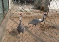 China SS Flexible Rope Aviary Wire Netting , Wire Mesh For Aviary Building for sale