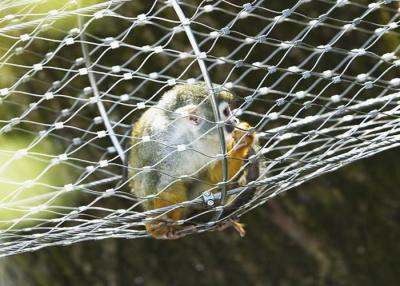 China Ferruled Rope Zoo Wire Mesh , Stainless Steel Flexible Wire Mesh Netting for sale
