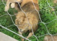 China AISI316L Soft Zoo Wire Mesh Net , Ferruled / Knotted Wire Mesh Fence For Animals for sale
