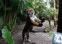 China Inox Kotted Zoo Wire Mesh Flexible Netting Customized Size For Tiger for sale