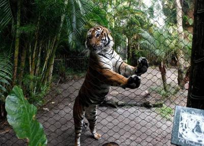 China Inox Kotted Zoo Wire Mesh Flexible Netting Customized Size For Tiger for sale