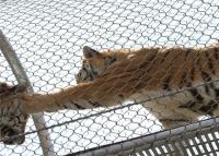 China 7x7 Tiger Metal Stainless Steel Zoo Mesh Enclosure Netting X Tend Shaped for sale