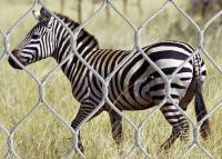 China AISI316 Woven Type Wire Rope Stainless Steel Zoo Mesh / Animal Enclosure Fencing for sale