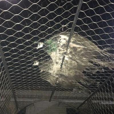 China Corrosion Resistant Black Oxide Zoo Animal Fence Mesh for sale