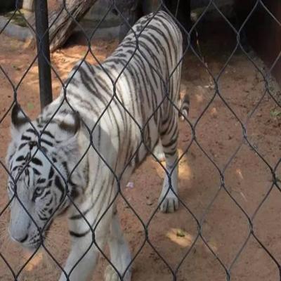 China Flexible Stainless Steel Wire Protective Zoo Wire Mesh Ferruled Or Knotted for sale