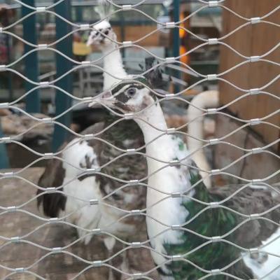 China Aviary Wire Netting Flexible Wire Rope Cable Mesh For Zoo Enclosure for sale