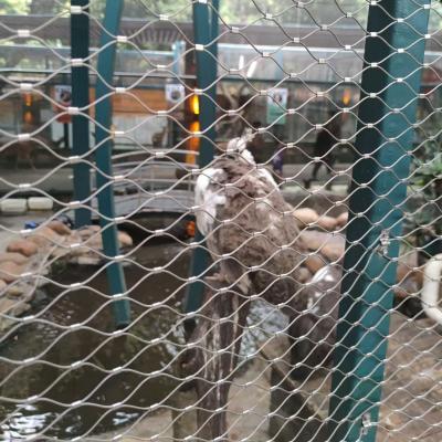 China SS304 SS316 Stainless Steel Wire Rope Mesh Zoo Safety Cable Mesh for sale