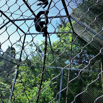 China SS304 316 Flexible Ferrule Cable Rope Mesh Aviary Wire Netting for sale