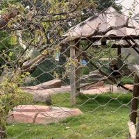 China Stainless Steel Wire Rope Mesh Net Outdoor Aviary Netting Protecting Mesh for sale