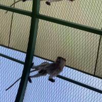 China Stainless Steel Woven Wire Rope Mesh Net Bird Aviary Zoo Enclosure Slope Protection for sale