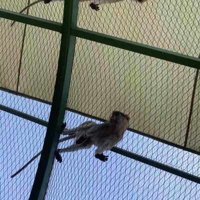 China Stainless Steel Woven Wire Rope Mesh Net Bird Aviary Zoo Enclosure Slope Protection for sale