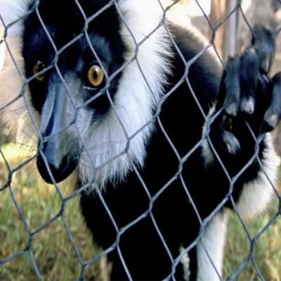China Flexible Woven Stainless Steel Wire Rope Cable Mesh For Zoo Enclosure  net for sale